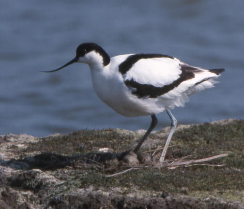 Wild Essex species: avocet