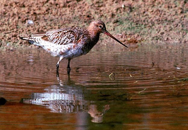 Wild Essex species: bar-tailed godwit