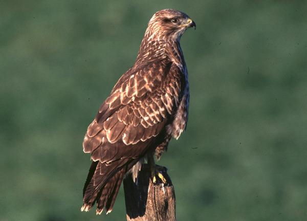 Wild Essex species: buzzard