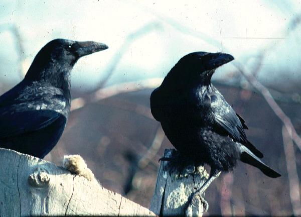 Wild Essex species: carrion crow