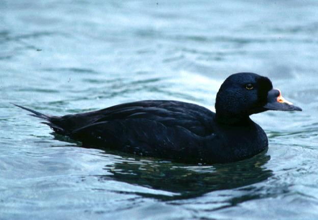 Wild Essex species: common scoter