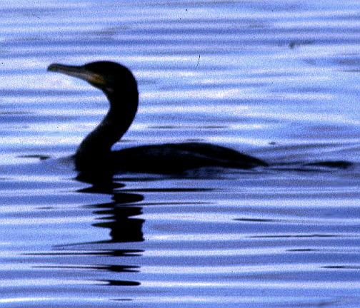 Wild Essex species: cormorant