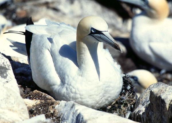 Wild Essex species: gannet