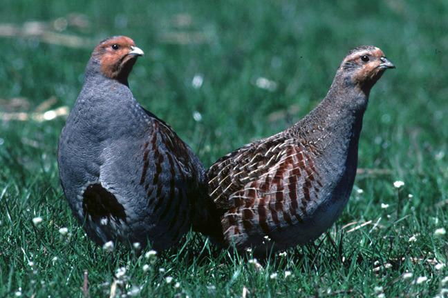 Wild Essex species: grey partridge