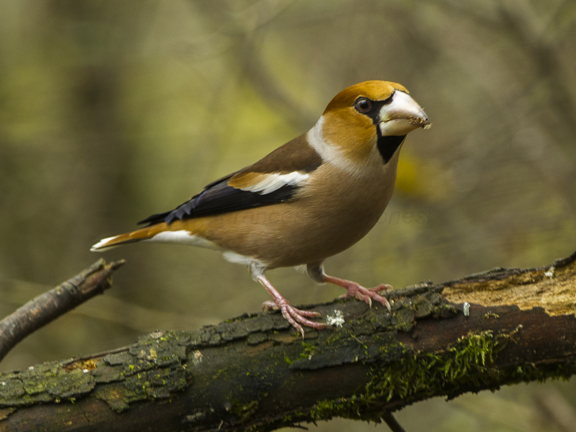 Wild Essex species: hawfinch