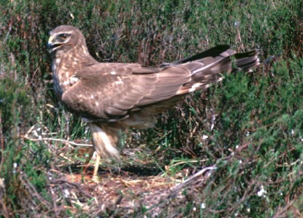 Wild Essex species: hen harrier