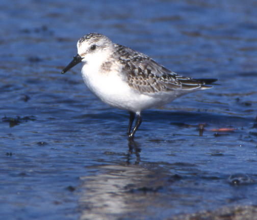 Wild Essex species: little stint