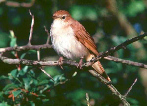 Wild Essex species: nightingale