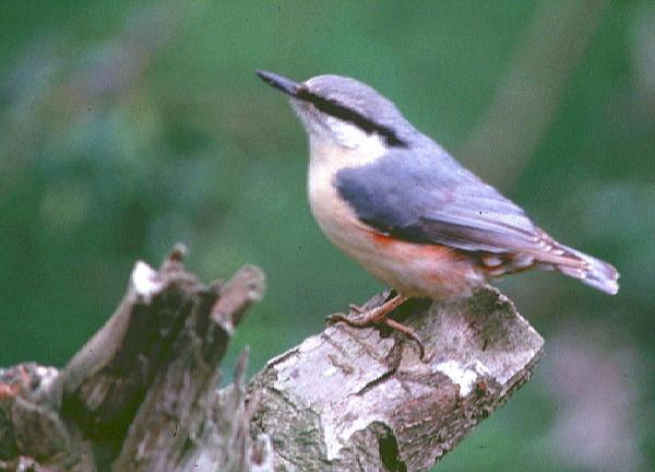 Wild Essex species: nuthatch