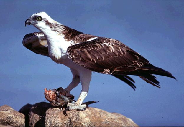Wild Essex species: osprey