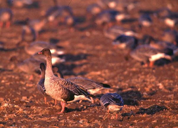 Wild Essex species: pink-footed goose