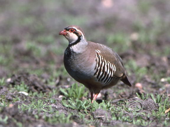 Wild Essex species: red-legged partridge