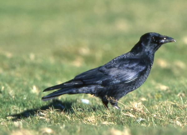 Wild Essex species: rook
