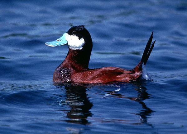 Wild Essex species: ruddy duck