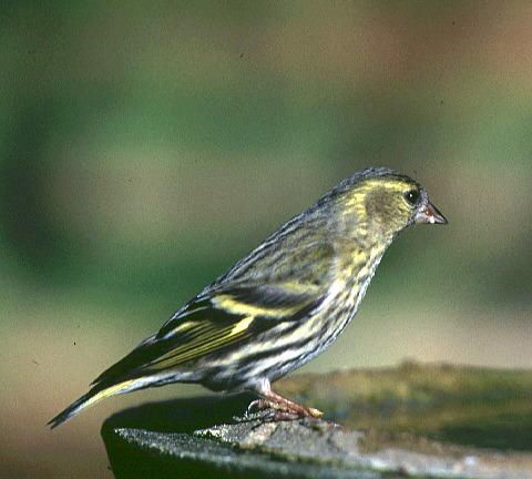 Wild Essex species: siskin