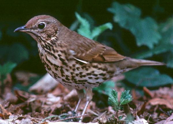 Wild Essex species: song thrush