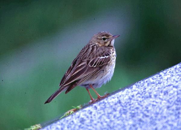 Wild Essex species: tree pipit
