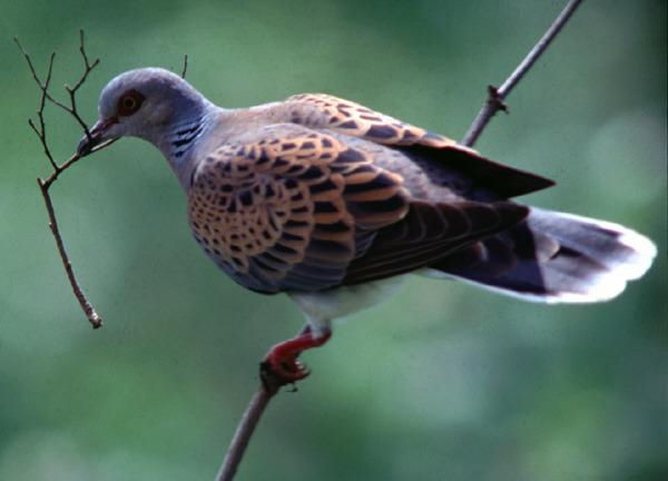 Wild Essex species: turtle dove