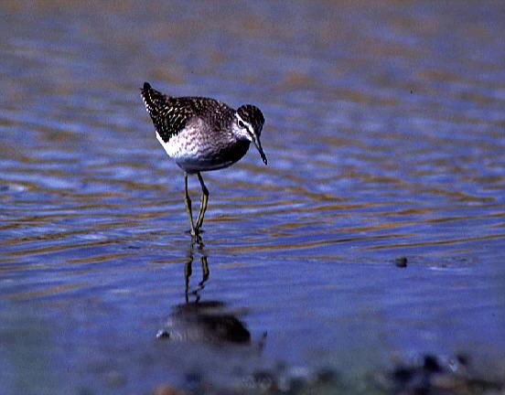 Wild Essex species: wood sandpiper