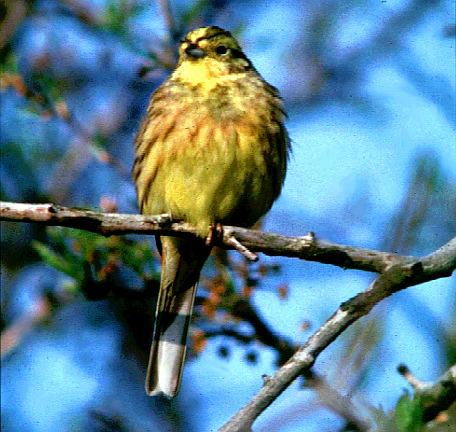 Wild Essex site profile: Wrabness Nature Reserve