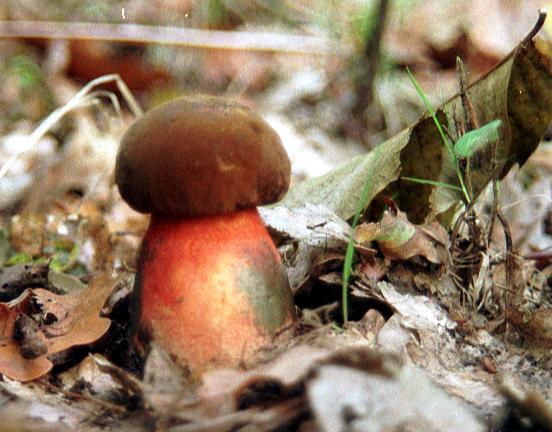Wild Essex species: blue-staining bolete