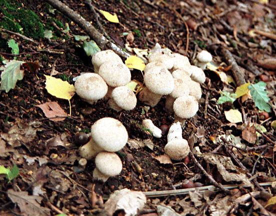 Wild Essex species: puff-ball