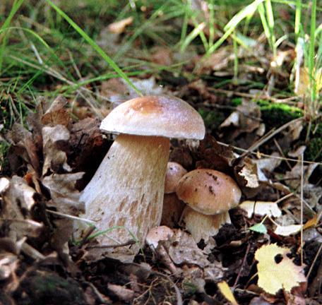Wild Essex species: cep