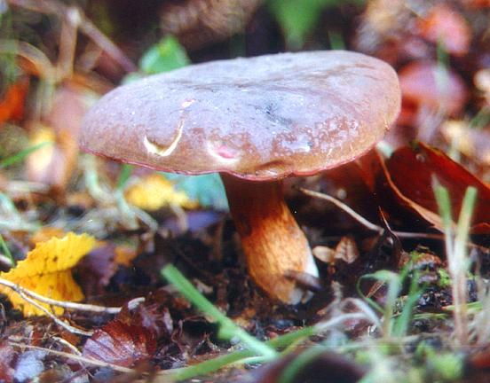 Wild Essex species: red-cracked bolete