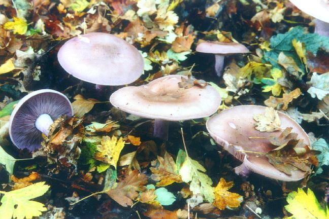 Wild Essex species: wood blewit