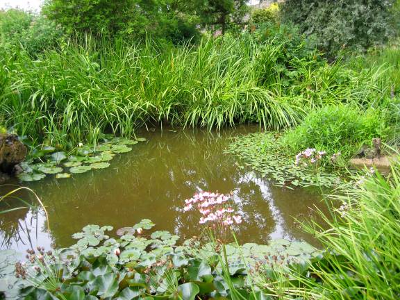 Wild Essex: wildlife pond maintenance