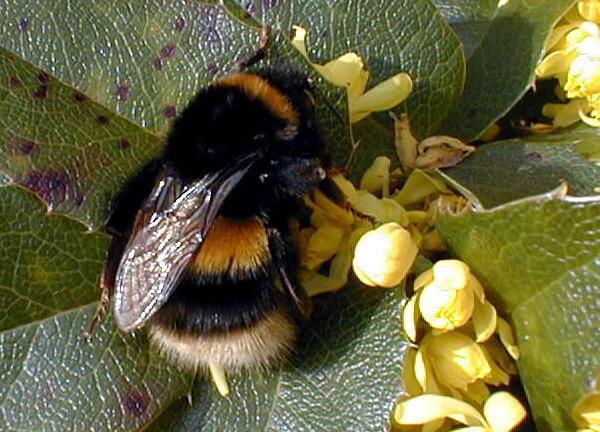 Wild Essex species: buff-tailed bumblebee