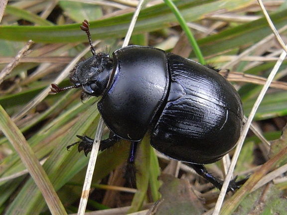 Wild Essex species: dor beetle