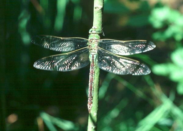 Wild Essex species: emperor dragonfly