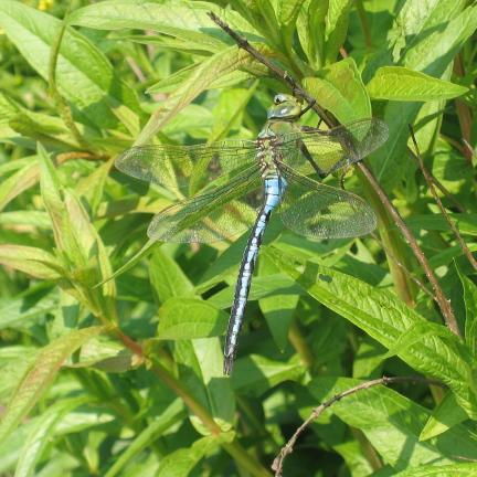 Wild Essex species: emperor dragonfly