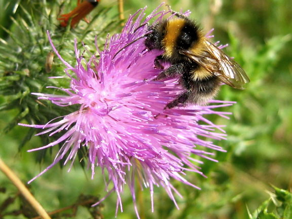 Wild Essex species: garden bumblebee