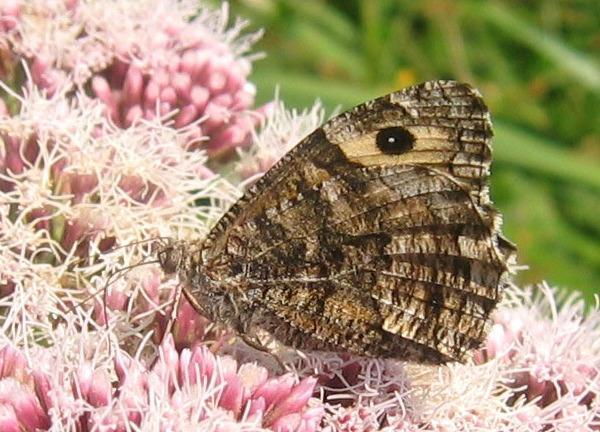 Wild Essex species: grayling