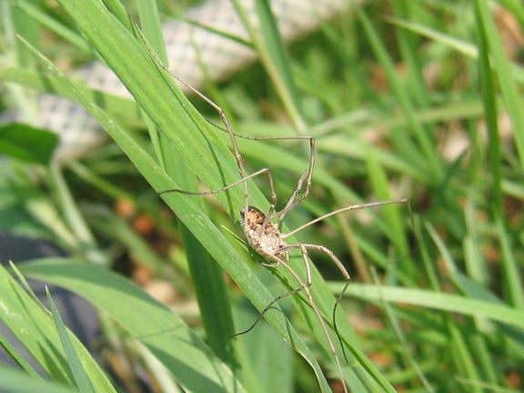 Wild Essex species: harvestman