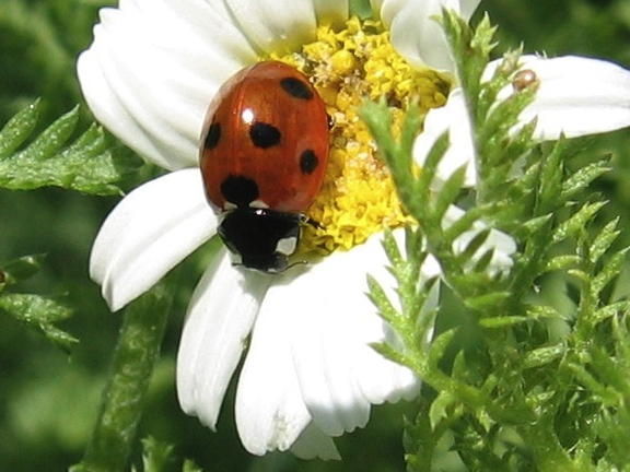 Wild Essex species: ladybird
