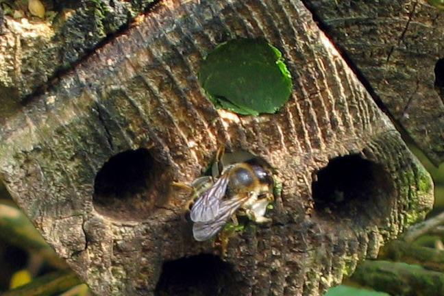 Wild Essex species: leafcutter bee