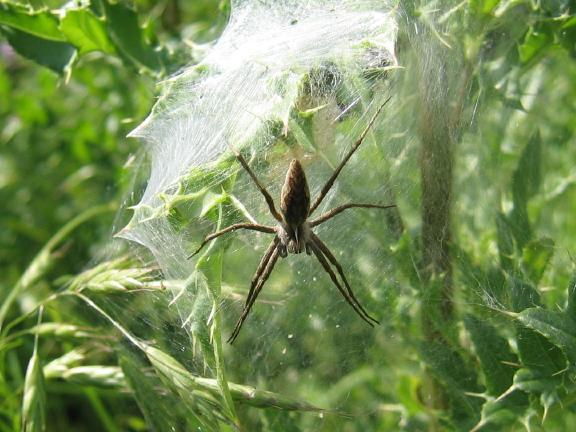Wild Essex species: nursery web spider