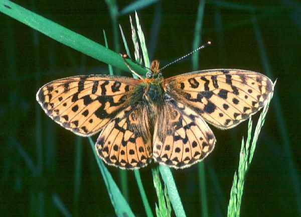 Wild Essex species: pearl-bordered fritillary