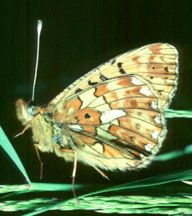 Wild Essex species: pearl-bordered fritillary