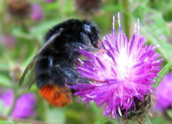 Wild Essex species: red-tailed bumblebee