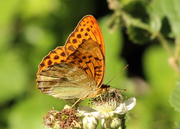 Wild Essex species: silver-washed fritillary