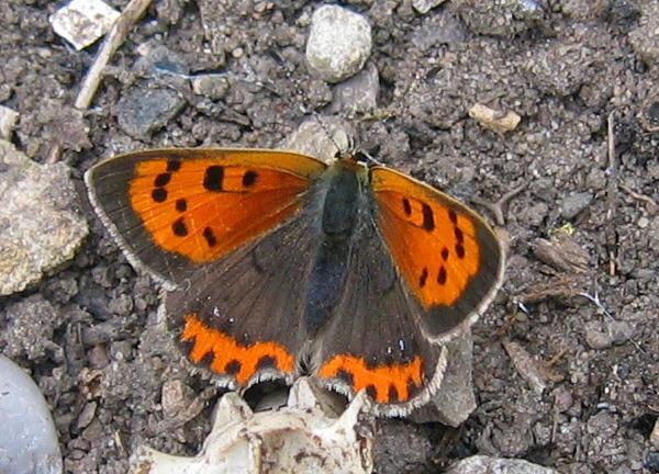 Wild Essex species: small copper