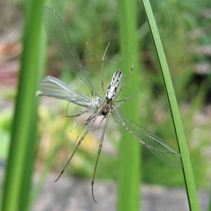 Wild Essex species: common stretch-spider