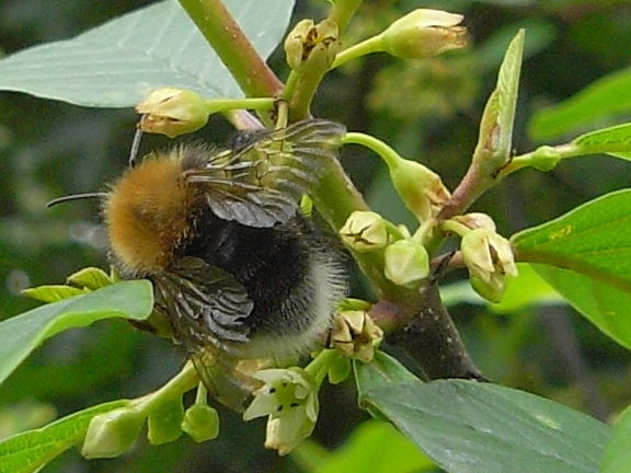 Wild Essex species: tree bumblebee