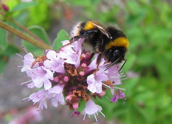 Wild Essex species: white-tailed bumblebee