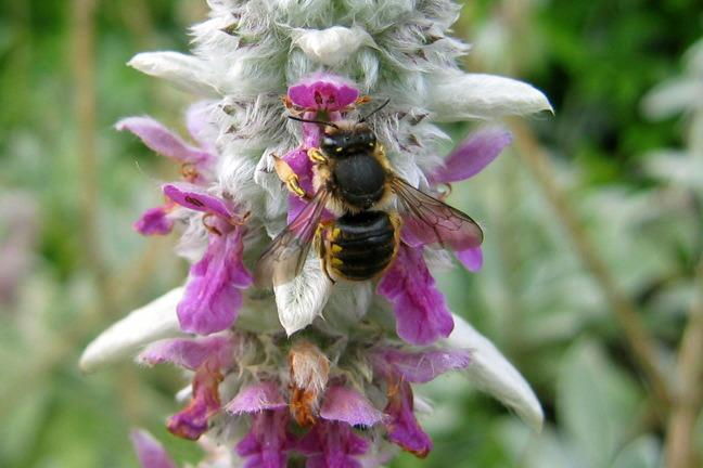 Wild Essex species: wool carder bee