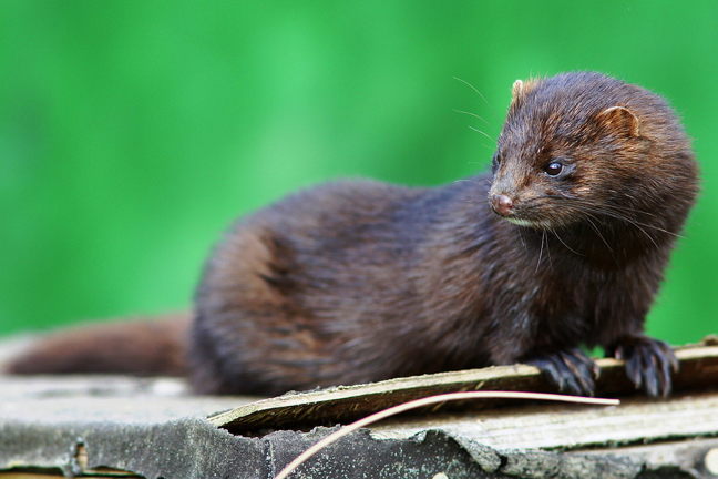 Wild Essex species: american mink